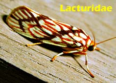 Papua Insects Foundation (Lepidoptera)